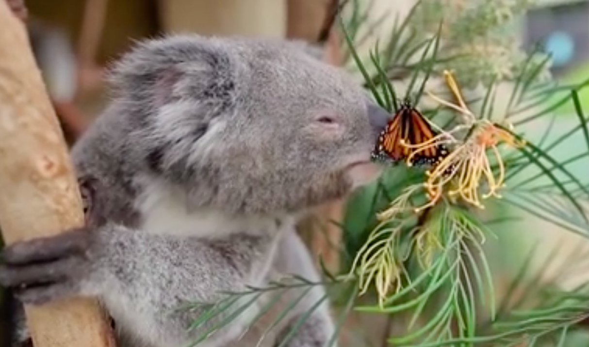 WATCH: Butterfly shares spotlight with koala in Aussie zoo | Inquirer ...