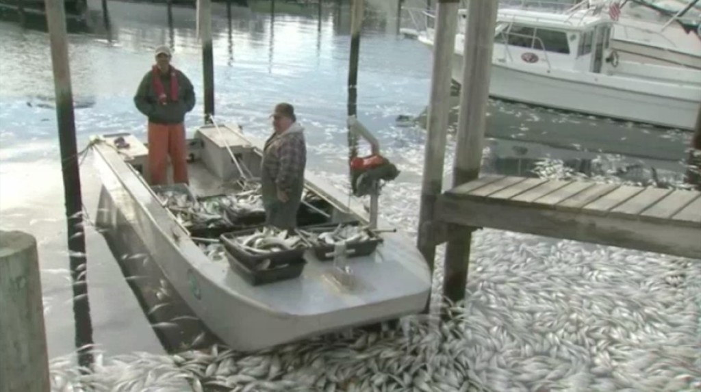 Thousands of bunker fish suffocate from lack of oxygen in water ...