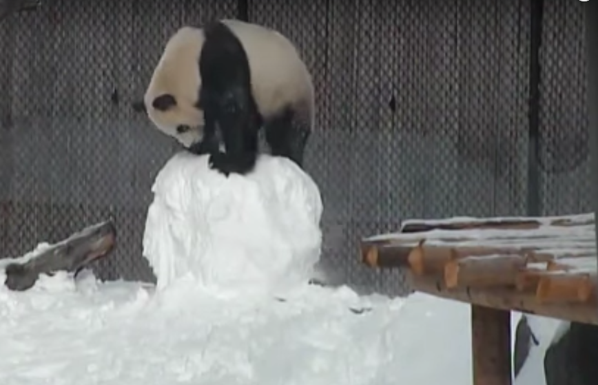 WATCH: Giant panda hilariously goofs around with snowman | Inquirer ...