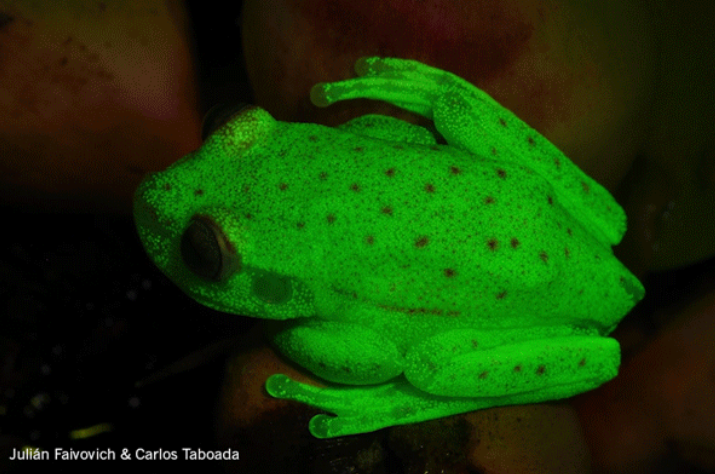 World's first fluorescent frog discovered in Argentina | Inquirer ...