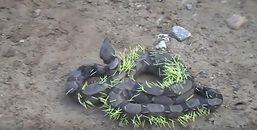 WATCH: Snake learns 'lesson' after trying to eat up porcupine ...