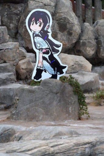 Grape-kun, the anime girl-loving penguin, dies; fans mourn loss of a ...