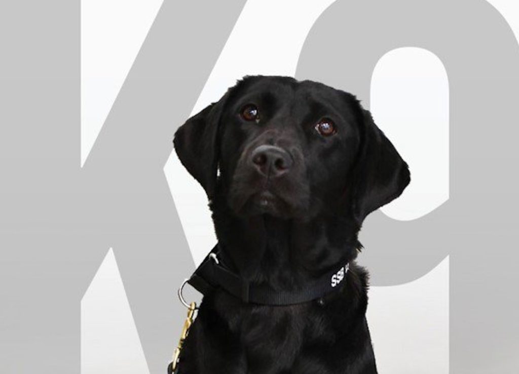 CIA dog fired for refusing to sniff for bombs, finds new home with ...