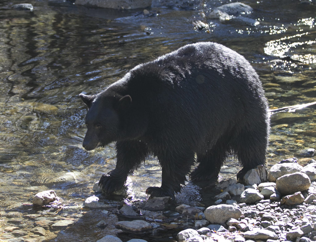 Black bears back in eastern Nevada after 80-year absence | Inquirer ...