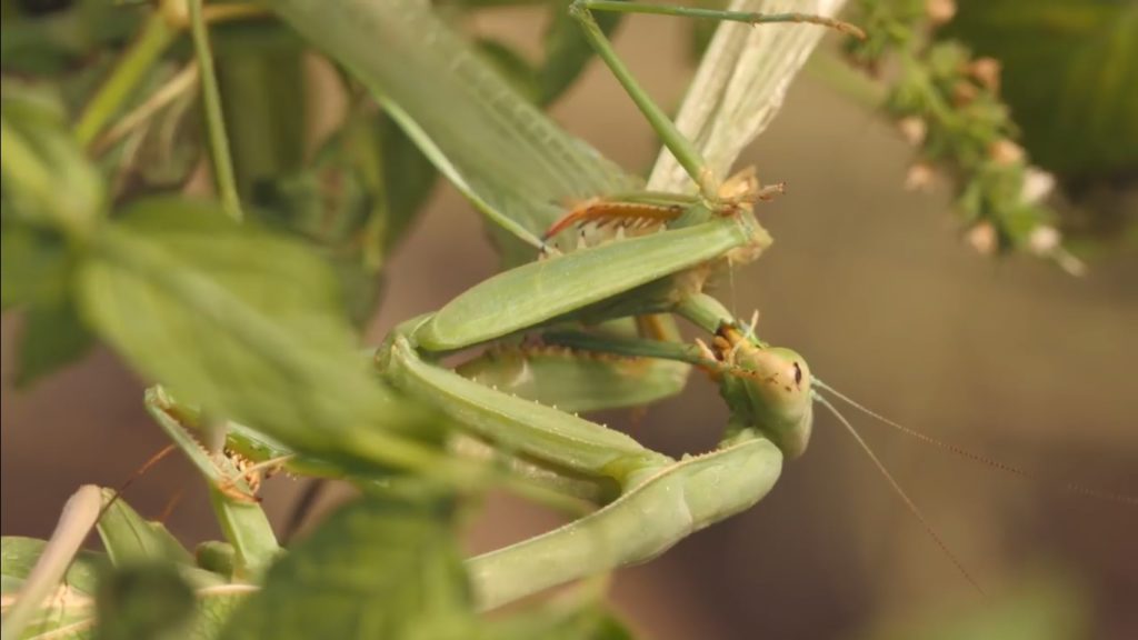 WATCH: Male mantis continues to mate with partner, even without a head ...