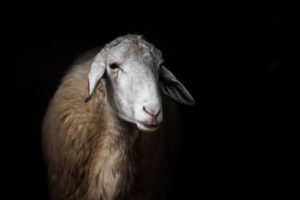 Scientists create sheep-human hybrid for organ transplant research ...