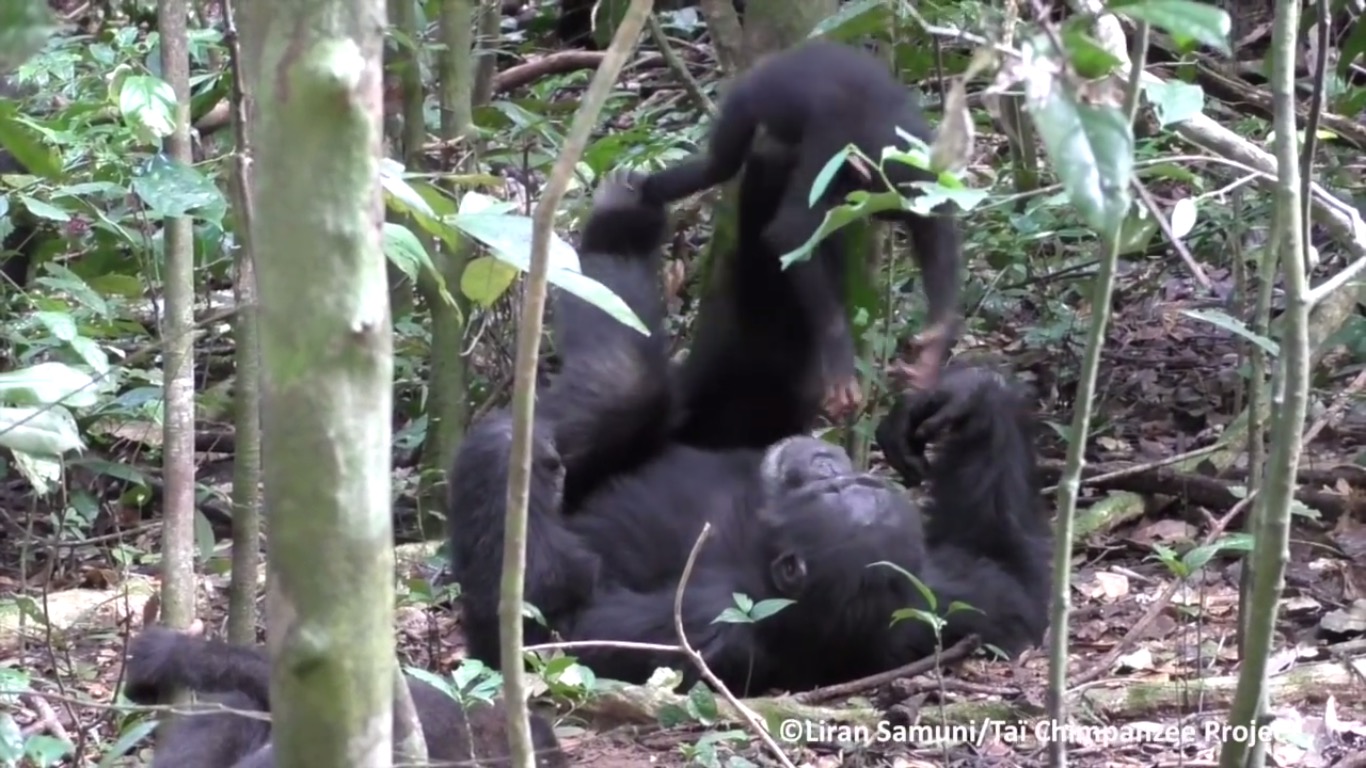 WATCH: Adult chimpanzee plays cute ‘airplane game’ with baby chimp ...