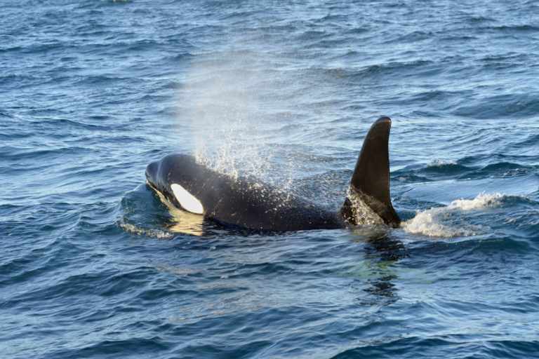 Experts prepare plan to capture, treat sick orca | Inquirer Technology