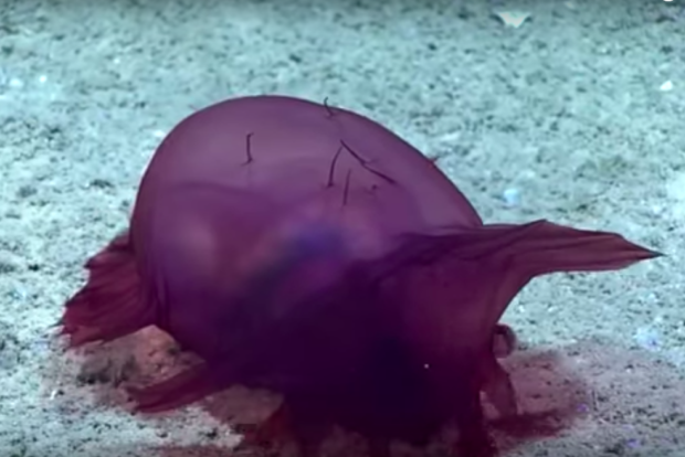 'Headless chicken monster' spotted off east Antarctica for the first ...