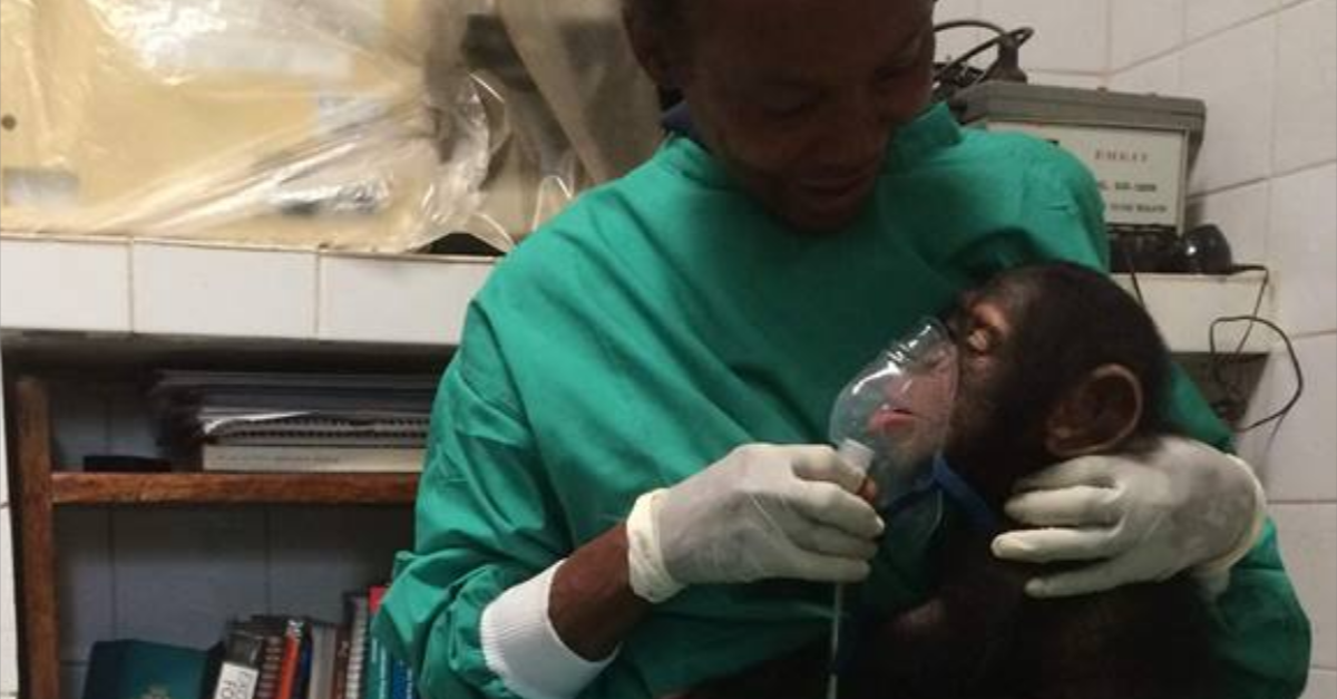LOOK: Orphaned baby chimp uses oxygen machine to help her breathe ...