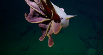 WATCH: Ghost-like umbrella octopus dances around deep sea camera ...