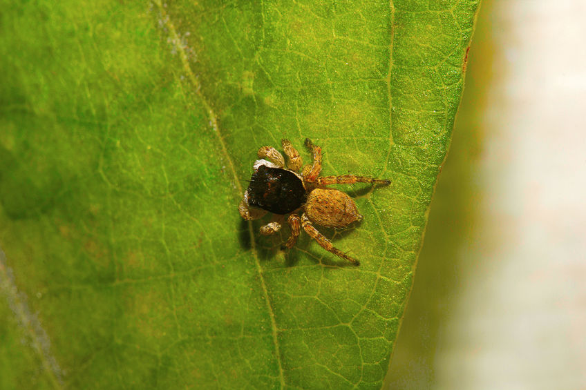 Jumping spiders found to produce milk for young | Inquirer Technology