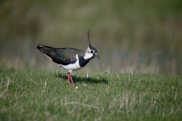 Conservation group spots new bird species in Cagayan wetlands