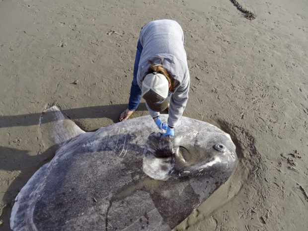 Rare sea creature washes ashore in Southern California | Inquirer ...