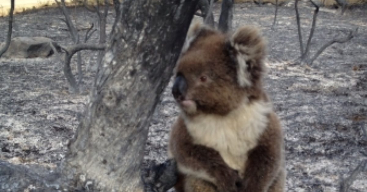 Koala saved from Australian bushfires dies | Inquirer Technology