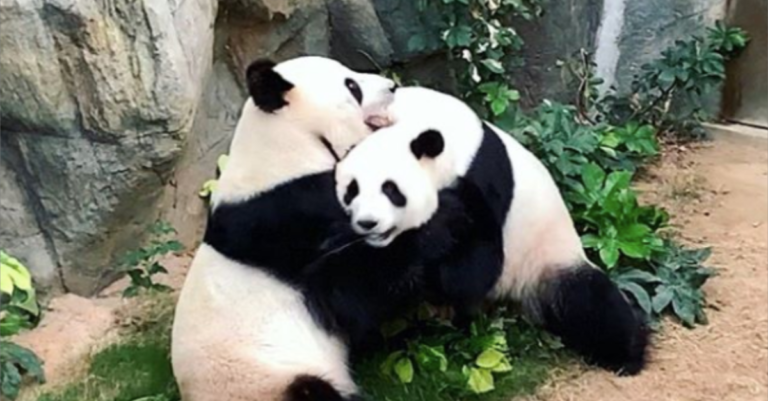 Two giant pandas finally mate after 10 years of trying | Inquirer ...