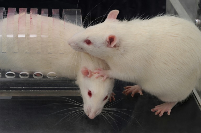 Rat pack: Rodents feel peer-pressure to be helpful, says study ...