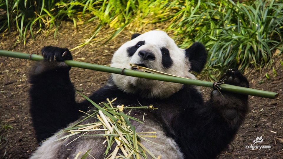 Canada pandas running on empty as bamboo dries up | Inquirer Technology