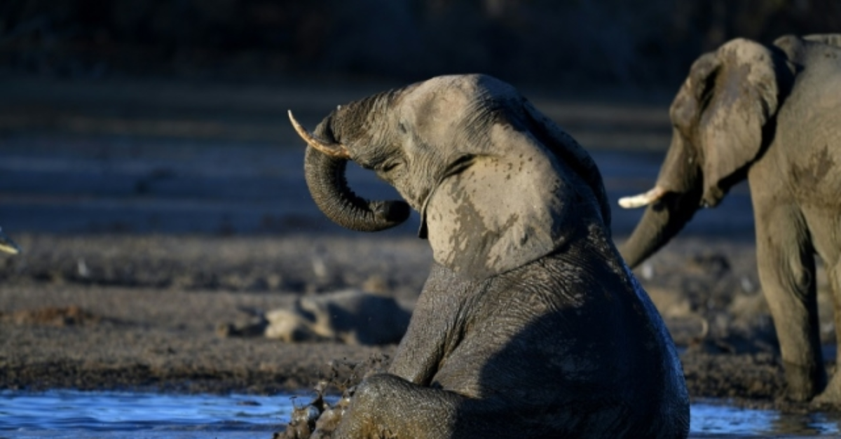 Marijuana test for stressed-out Warsaw Zoo elephants | Inquirer Technology