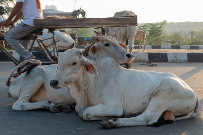 No bull: India claims cow dung chip protects against radiation ...