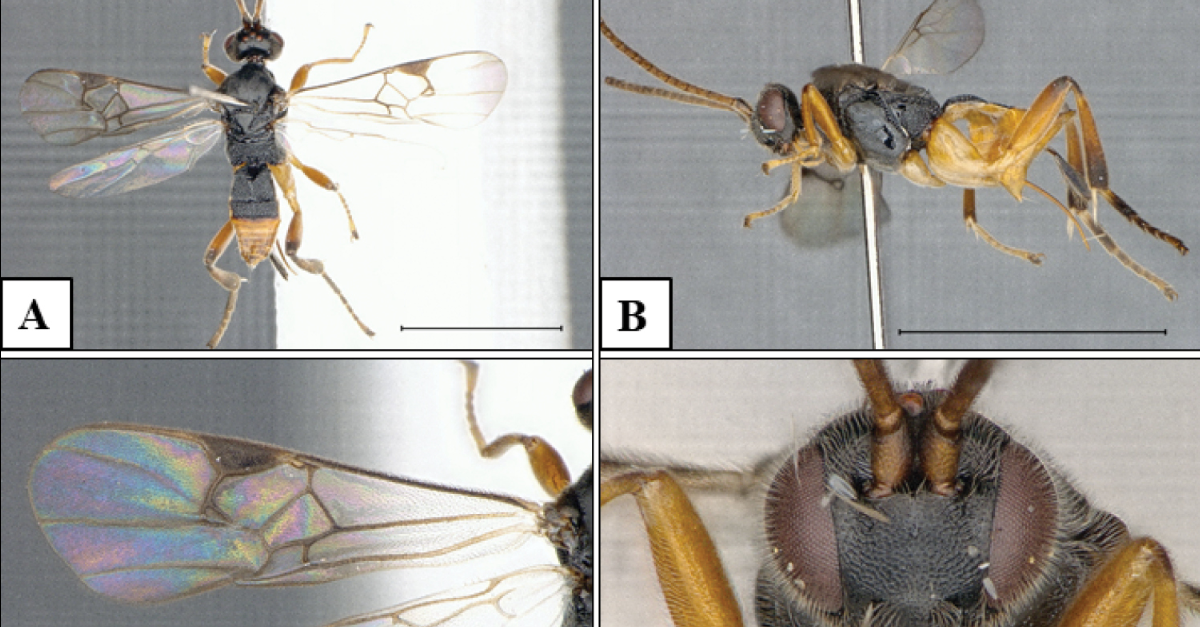 'Godzilla wasp' that hunts underwater discovered in Japan | Inquirer ...
