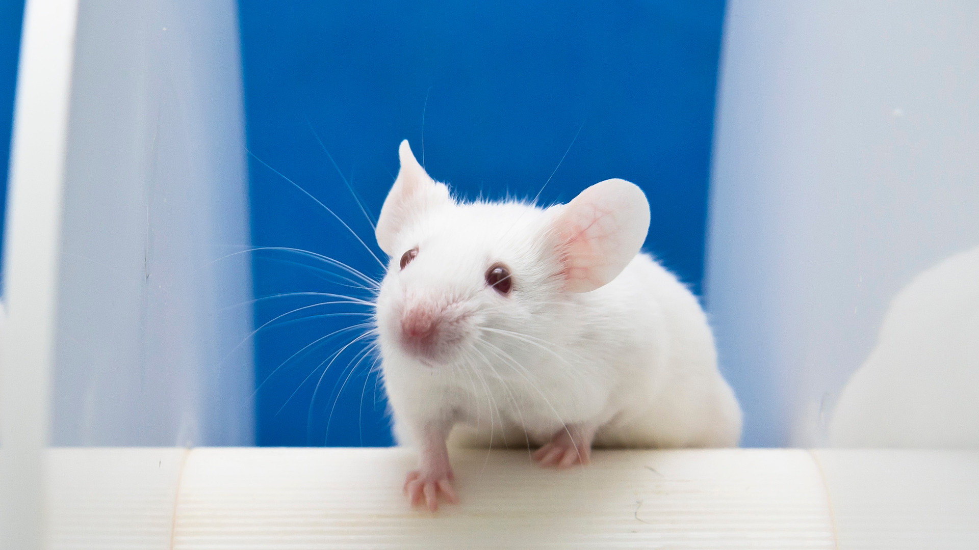 'Milestone' anti-aging treatment restores sight in mice | Inquirer ...