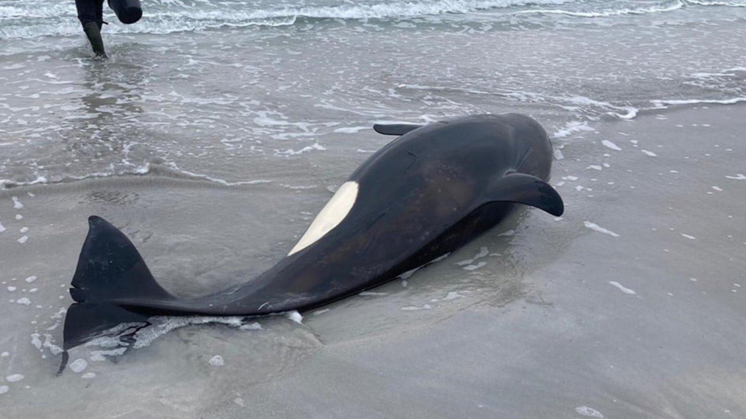 Young orca stranded on beach freed by divers | Inquirer Technology