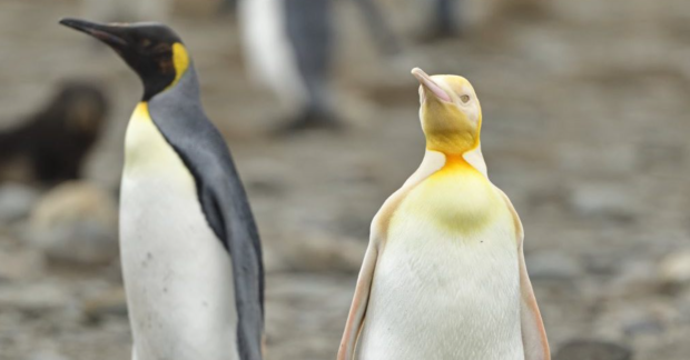Yellow penguin snapped by wildlife photographer: ‘How lucky could I be ...