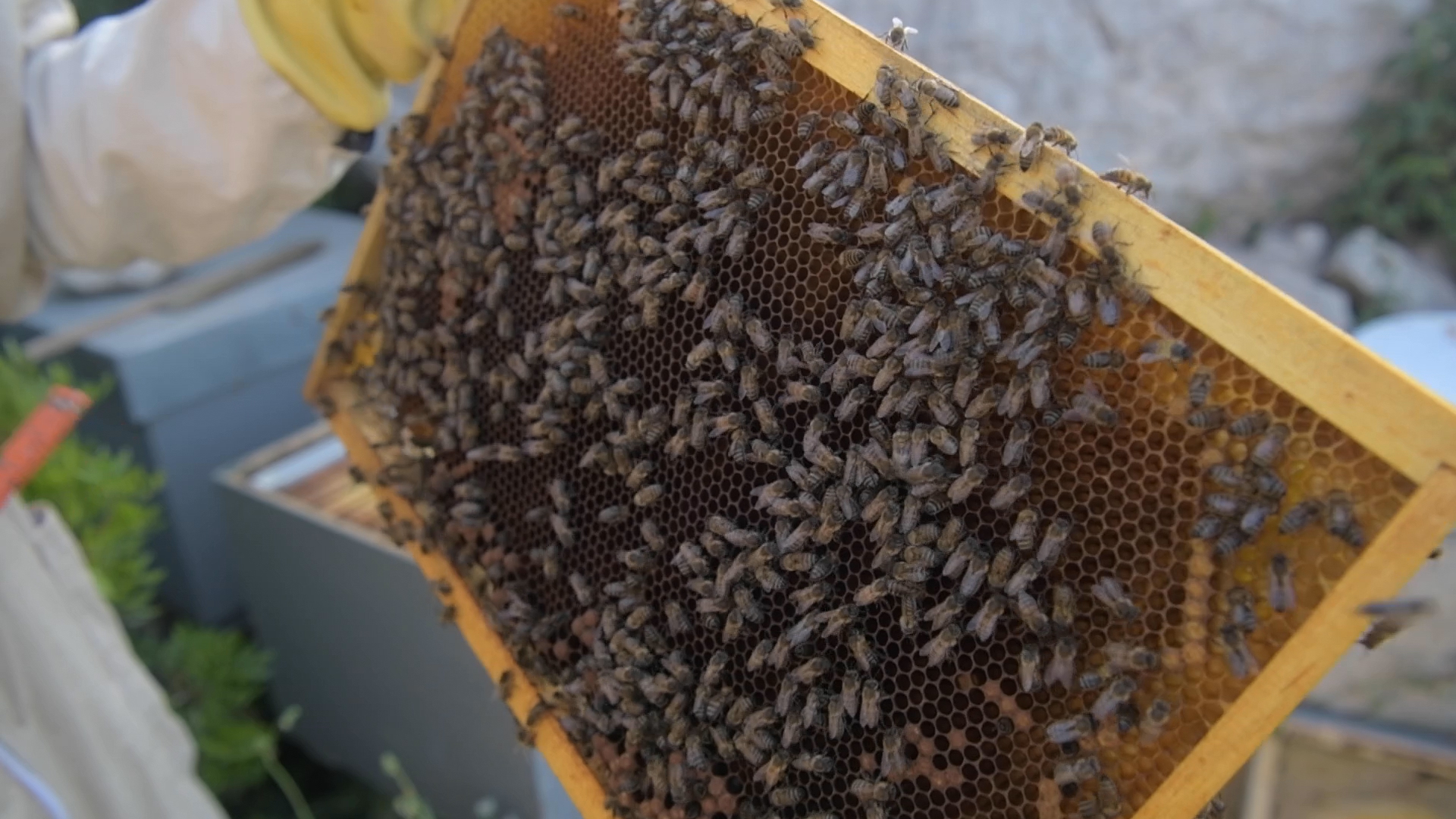 On the island of Malta, beekeeping courses safeguard bees and a 1000 ...