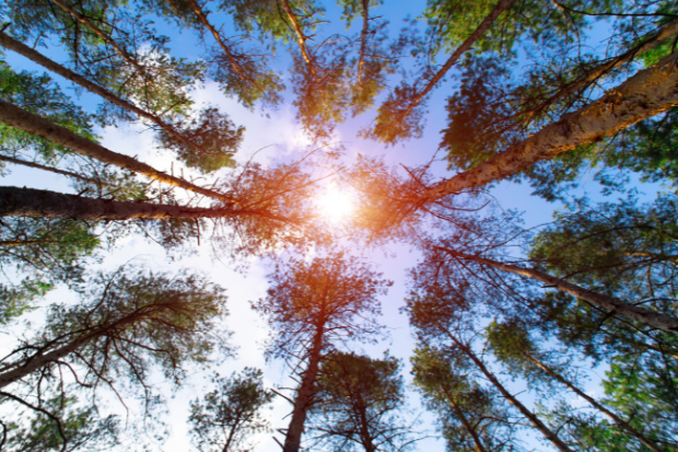 How the world's northernmost forests are also under threat from climate ...