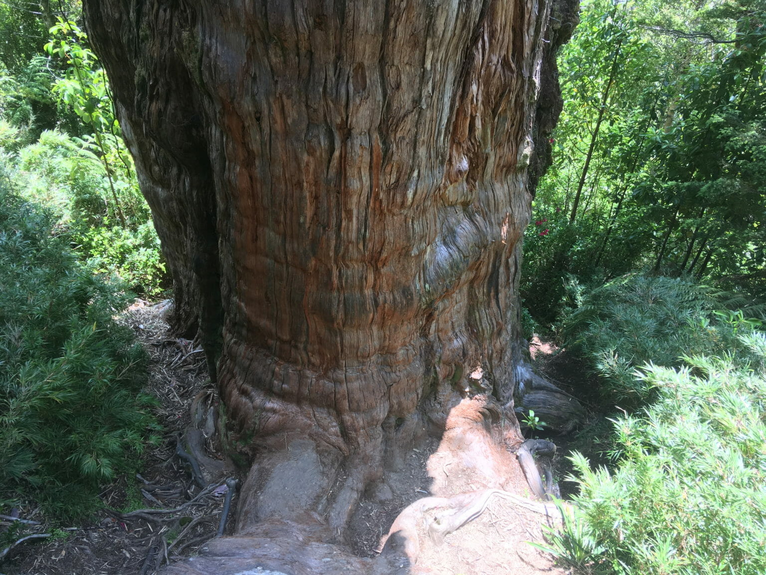 Chile could be home to world's oldest tree, study suggests | Inquirer ...