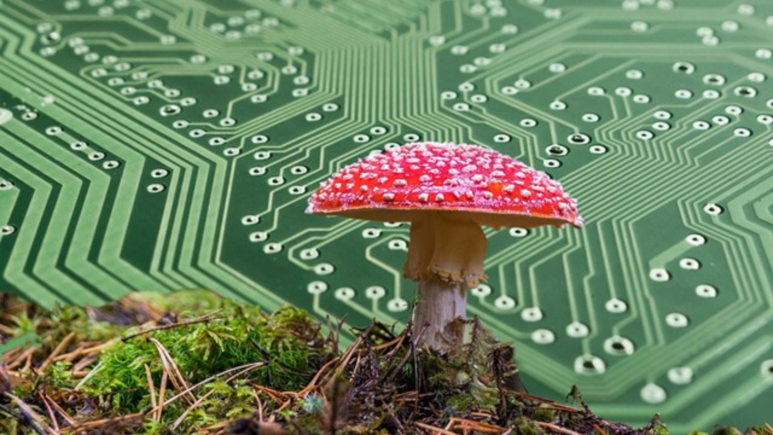 Experts Created Mushroom Computer Chips | Inquirer Technology