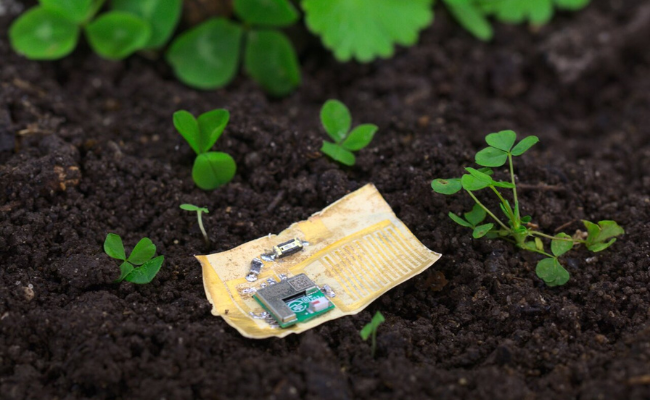 Experts Created Mushroom Computer Chips | Inquirer Technology