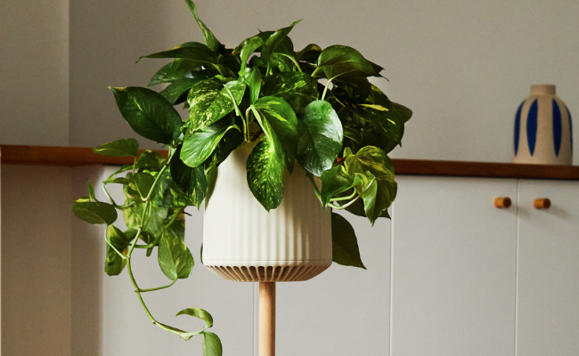 Neoplants Launched Genetically Altered Flora | Inquirer Technology