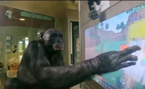 Meet Kanzi, the Minecraft gamer monkey | Inquirer Technology