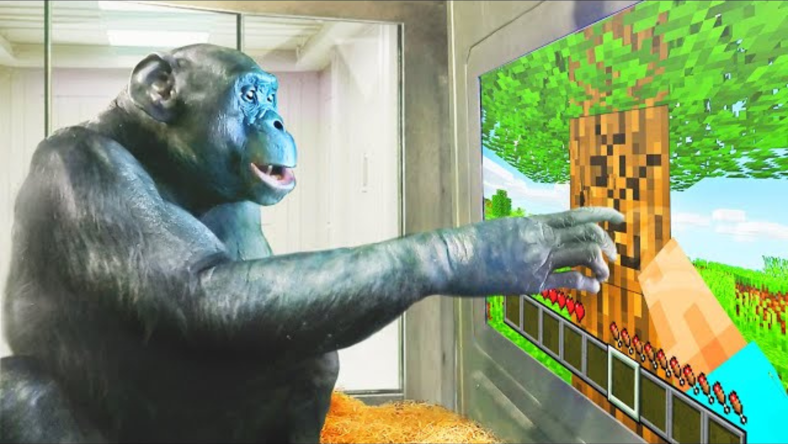 Meet Kanzi, the Minecraft gamer monkey | Inquirer Technology