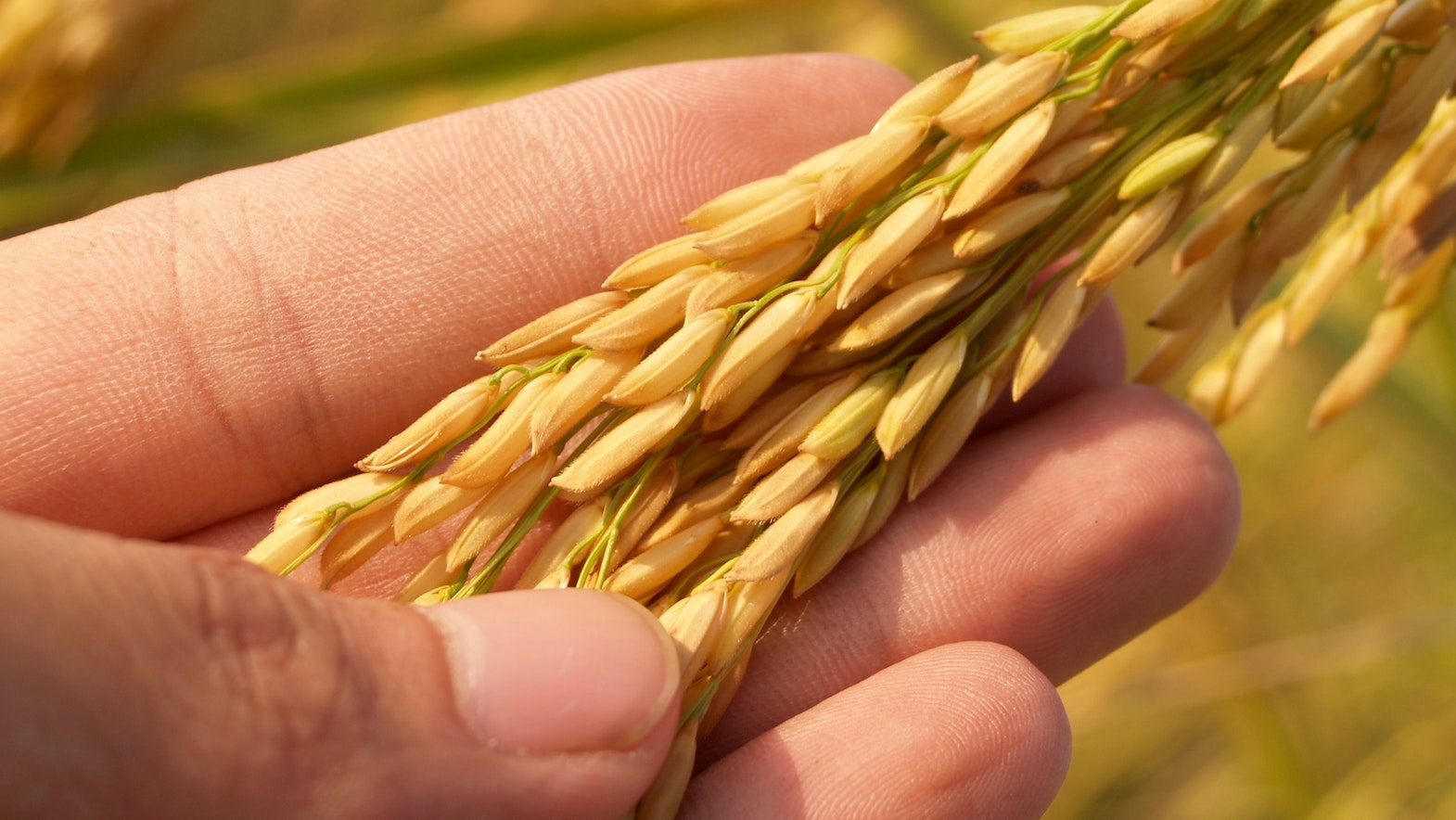 AI crop system helps make better crops | Inquirer Technology