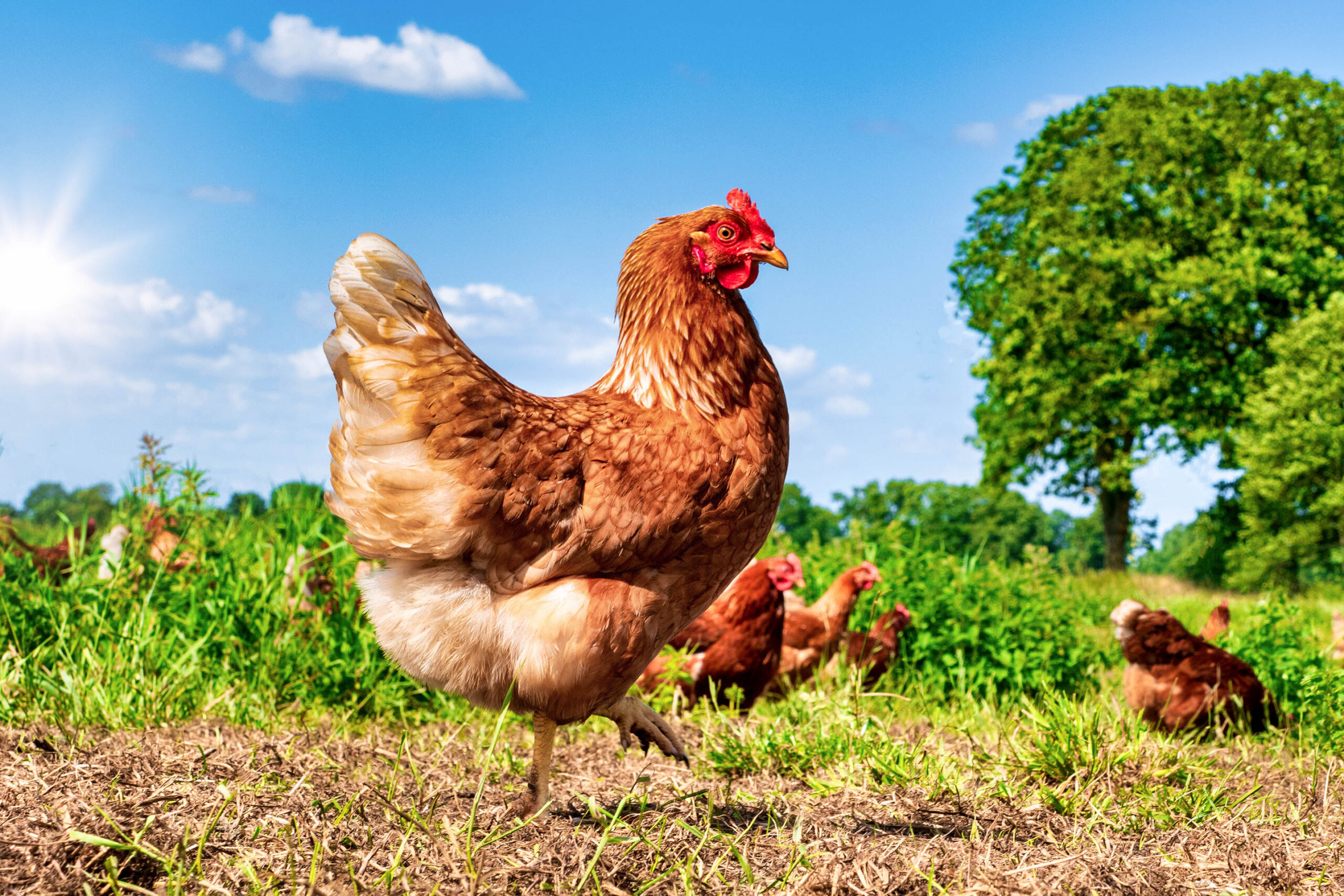 Scientists say they've used AI to decipher the language of chickens ...