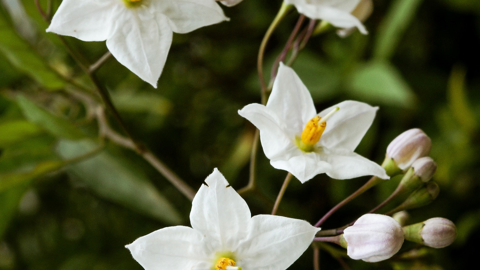 Nightshade protects artists from AI | Inquirer Technology