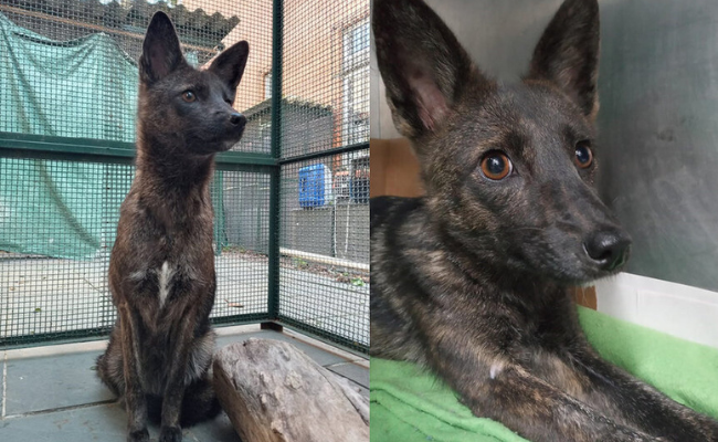 Chimera monkey made by Chinese scientists | Inquirer Technology