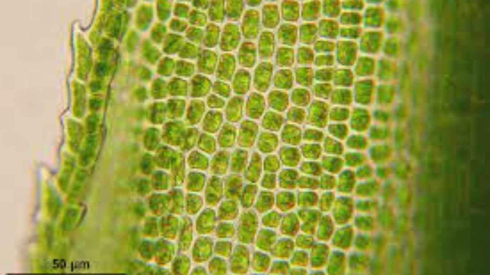 Scientists discovered a new plant cell type | Inquirer Technology