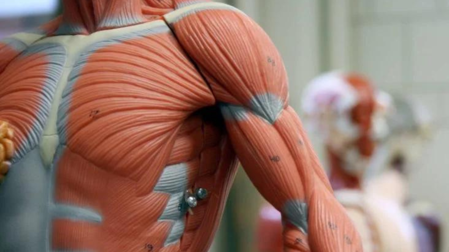 Scientists create muscles for robots | Inquirer Technology