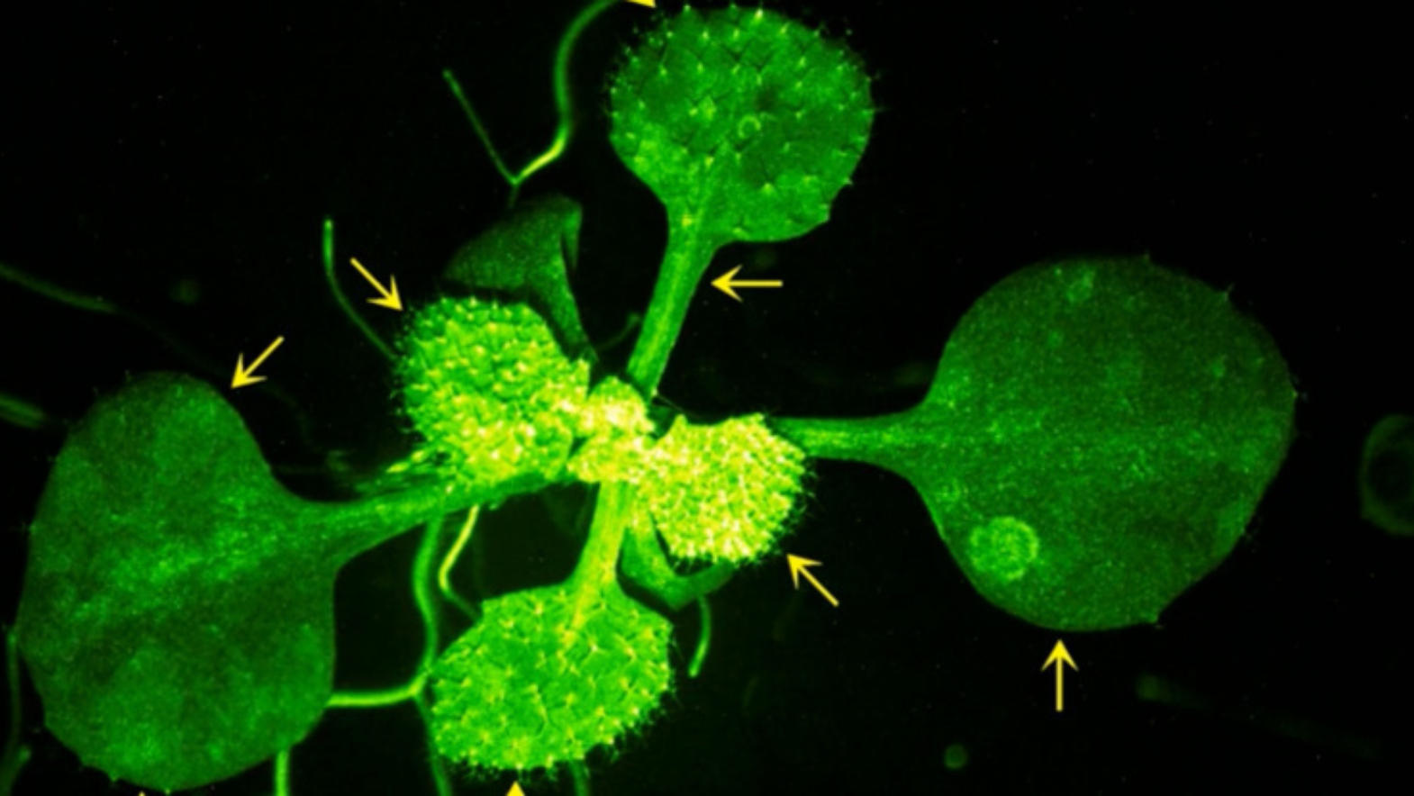 Scientists film plants ‘talking’ to each other | Inquirer Technology