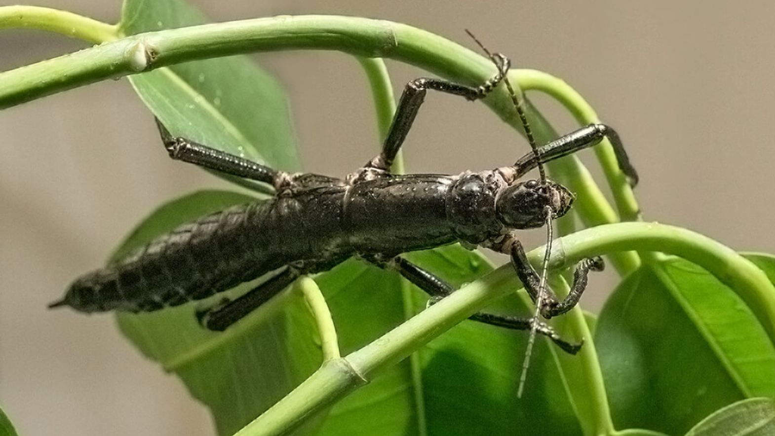 Rarest insect escapes near-extinction | Inquirer Technology