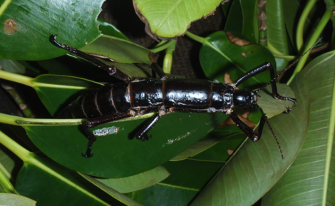 Rarest insect escapes near-extinction | Inquirer Technology