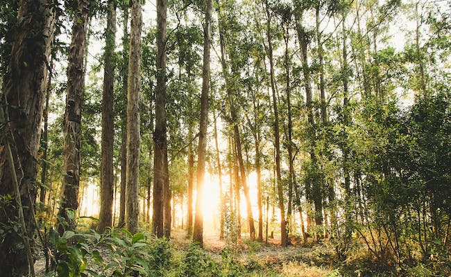 ‘Smart Rainforest’ to launch in Australia | Inquirer Technology