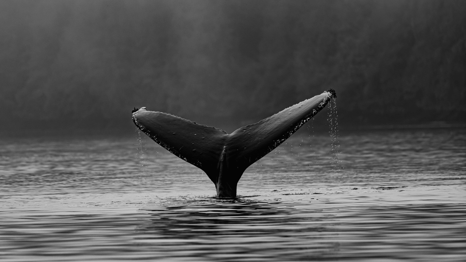 World’s rarest whale found washed ashore