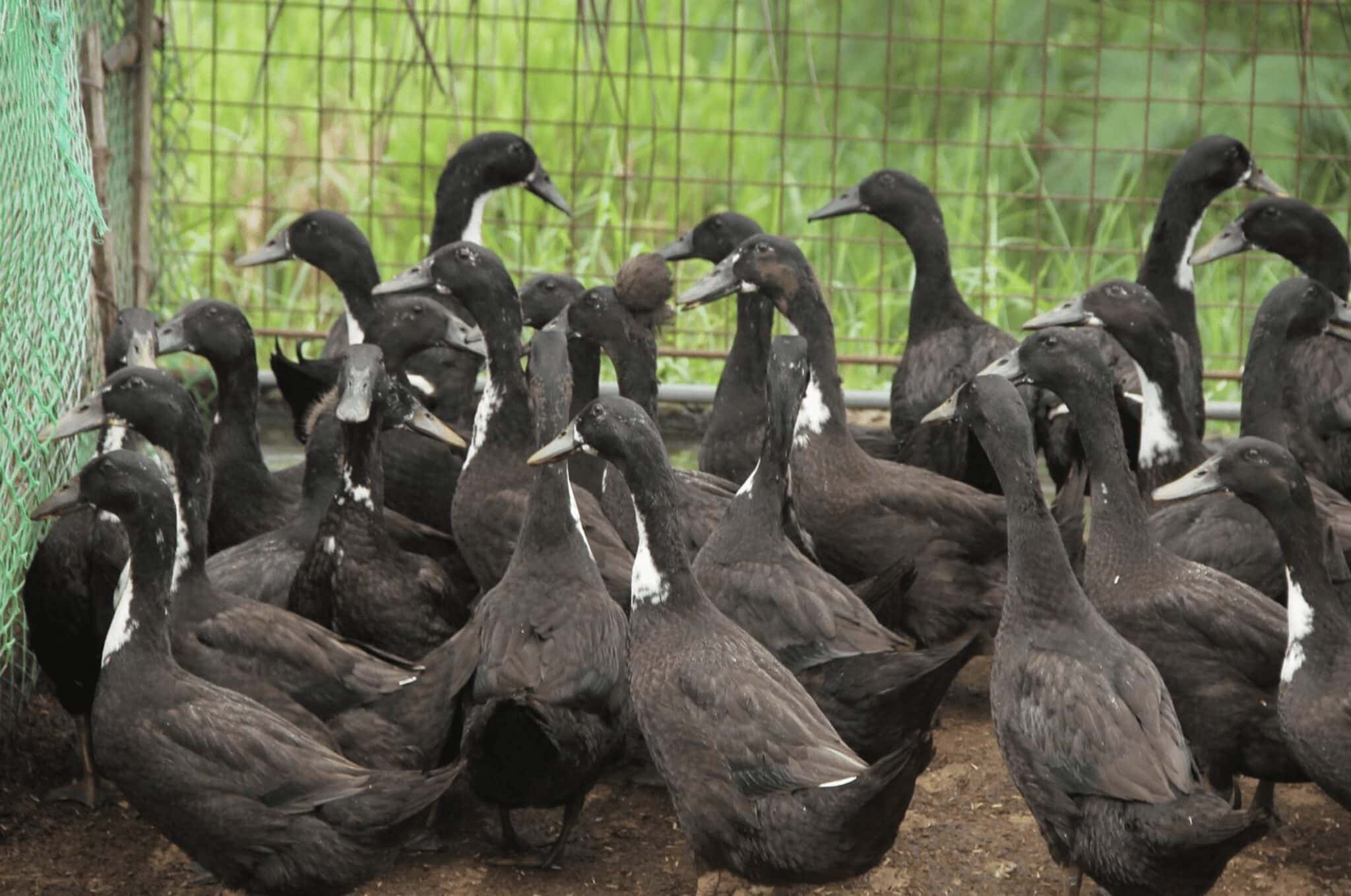 A kinder hatch: Filipino researchers aim to end duckling culling